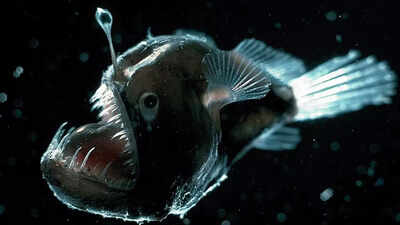Deep Sea Creatures Characteristics - Infoupdate.org
