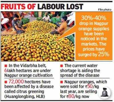 Orange Tree Health Issues In India - Infoupdate.org