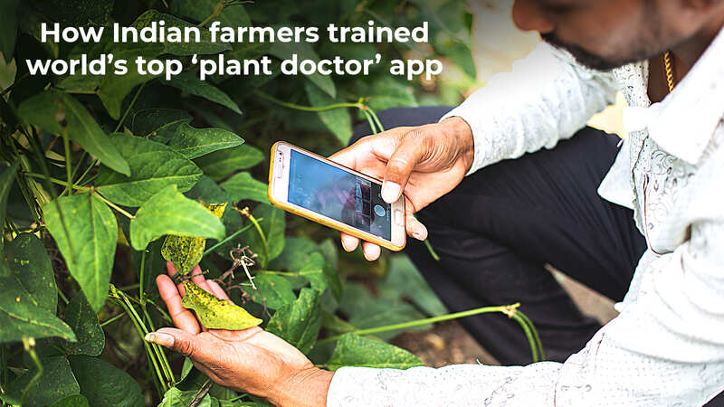 How Indian farmers trained world's top 'plant doctor' app | India News ...