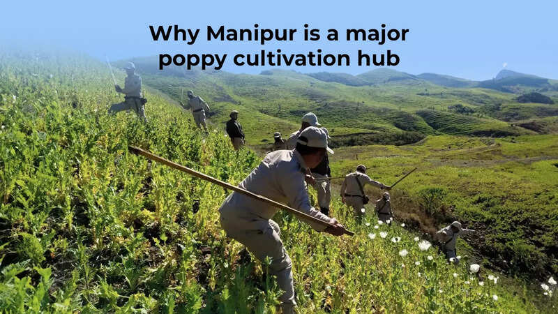 How money and migration drive Manipur's poppy farms | India News ...