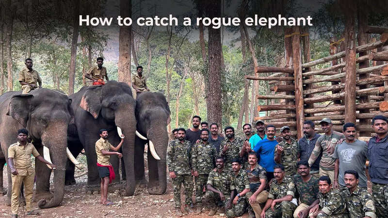 How Kerala's RRT tames and trains rogue elephants | India News - Times ...