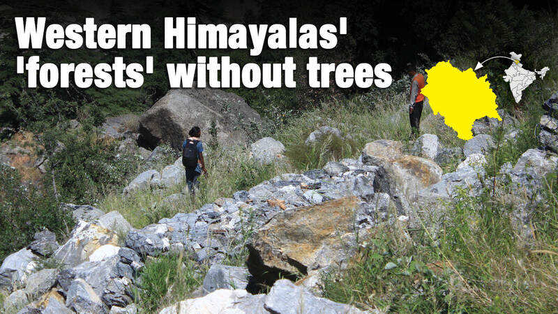 Western Himalayas' ‘forests’ without trees | India News - Times of India