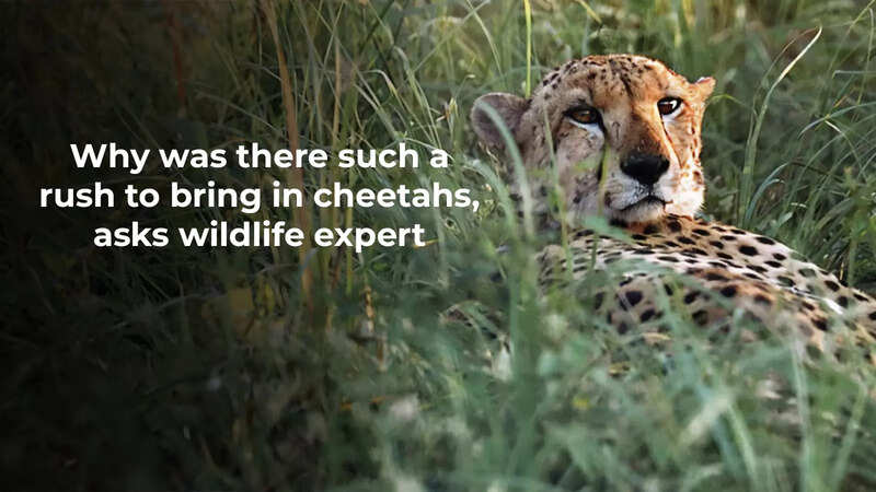 Why was there such a rush to bring in cheetahs, asks wildlife expert ...