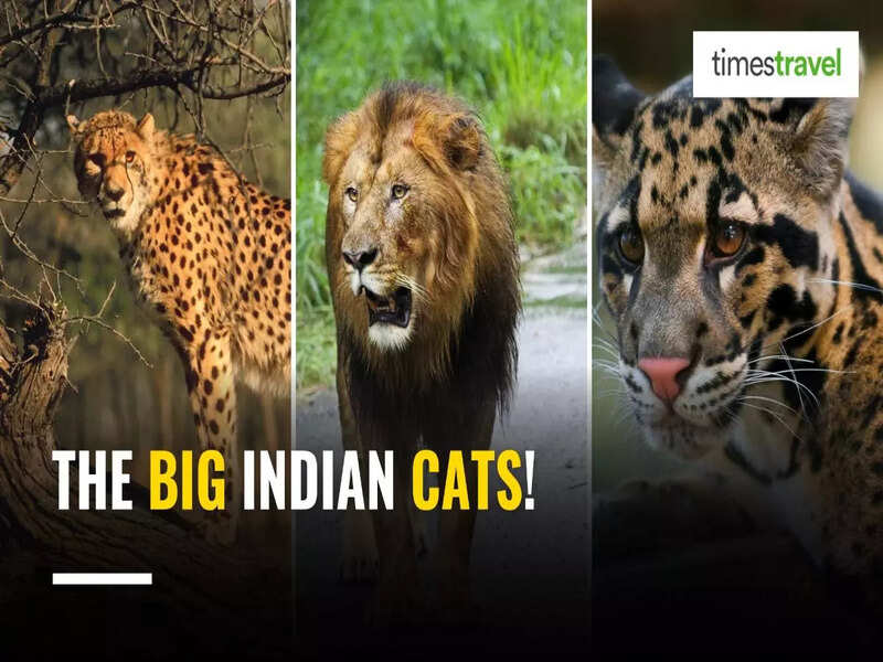 The 7 big Indian cats!