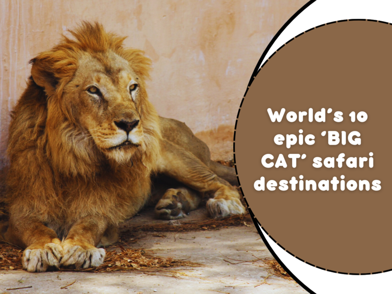 World’s 10 epic ‘BIG CAT’ safari destinations
