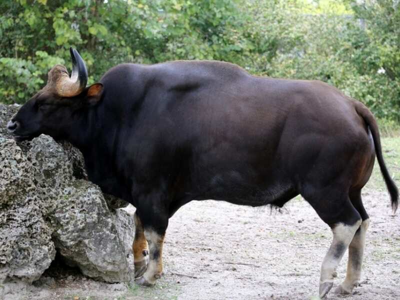 Kawal Wildlife Sanctuary,Andhra Pradesh | Times of India Travel