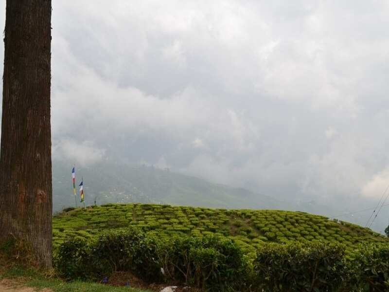 Happy Valley Tea Estate - Darjeeling: Get the Detail of Happy Valley ...
