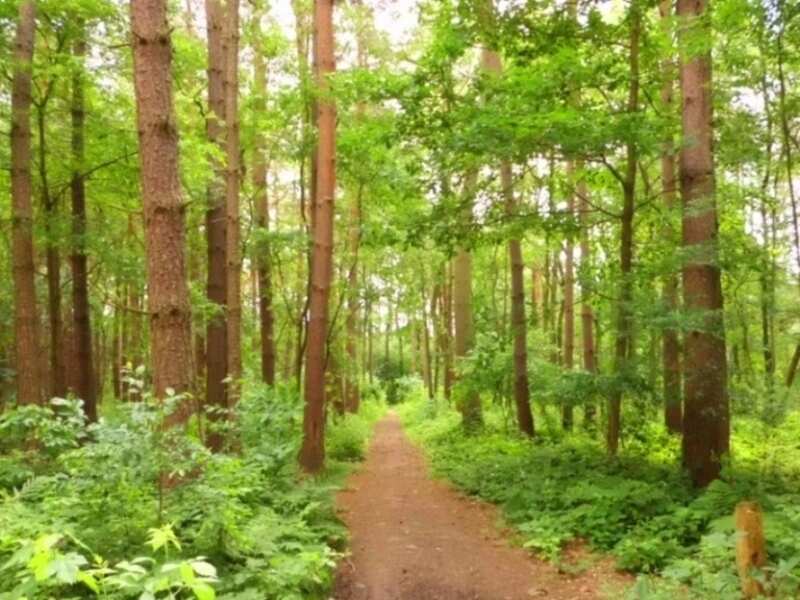 Jahanpanah Forest - Delhi: Get the Detail of Jahanpanah Forest on Times ...