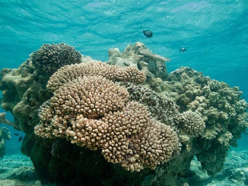 10 Most Beautiful Coral Reefs In The World | Beautiful Coral Reef ...