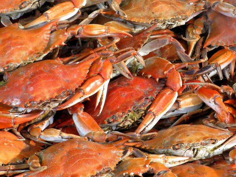 Gamba, Glasgow - Get Gamba Restaurant Reviews on Times of India Travel