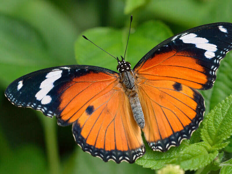 Butterfly Valley in Turkey | Times of India Travel