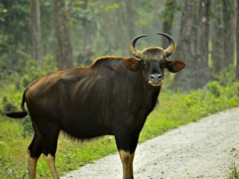 Simlipal National Park - Orissa: Get the Detail of Simlipal National ...