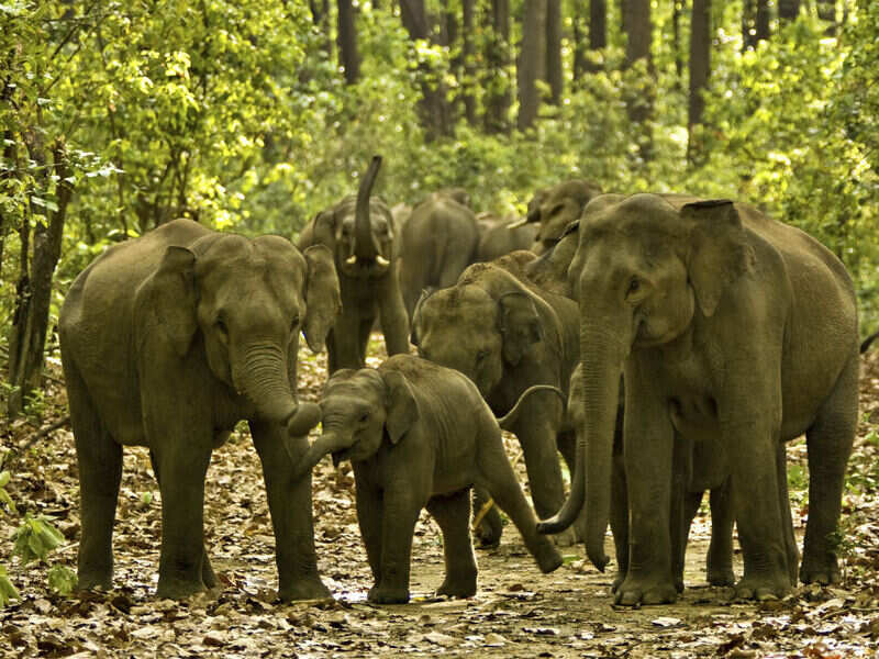 Places To Explore In Ramnagar | Jim Corbett National Park | Times of ...