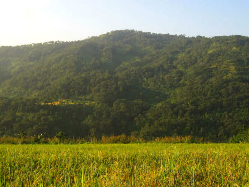 Jatinga | Times of India Travel