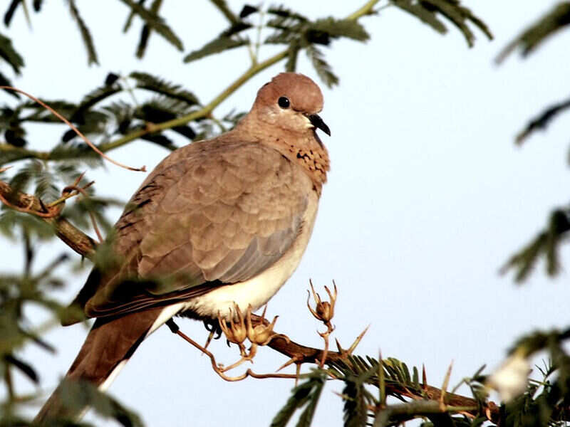 Delhi Ridge: Get the Detail of Delhi Ridge on Times of India Travel